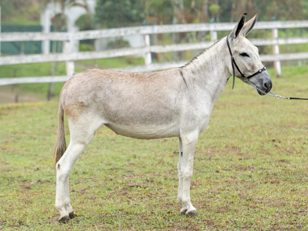 LOTE 16 | ARIZONA DA GINGA (1° LEILÃO VIRTUAL GINGA - MINI ANIMAIS ...